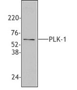 PLK1 / PLK-1 Antibody | APR02426G | Leading Biology | Leading Biology Inc.