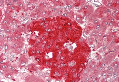 GRN / Granulin Antibody | APP00001G | Leading Biology | Leading Biology ...