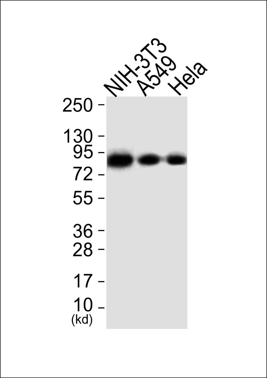 HSP90A Antibody | APR05407G | Leading Biology | Leading Biology Inc.