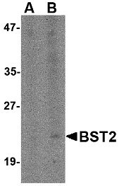 Bst2 Antibody | APR06488G | Leading Biology | Leading Biology Inc.