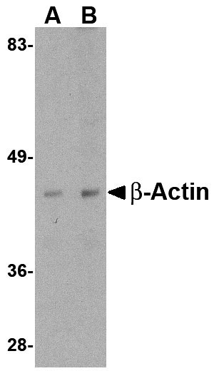 Beta-actin Antibody | APC00018G | Leading Biology | Leading Biology Inc.