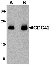 CDC42 Antibody | APC00020G | Leading Biology | Leading Biology Inc.