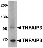 TNFAIP3 Antibody | APR06534G | Leading Biology | Leading Biology Inc.