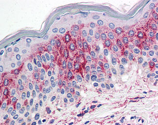 HTR2A / 5-HT2A Receptor Antibody (N-Terminus) | APR07853G | Leading ...
