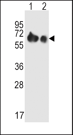 SLC3A2 Antibody (C-term) | APR10104G | Leading Biology | Leading ...