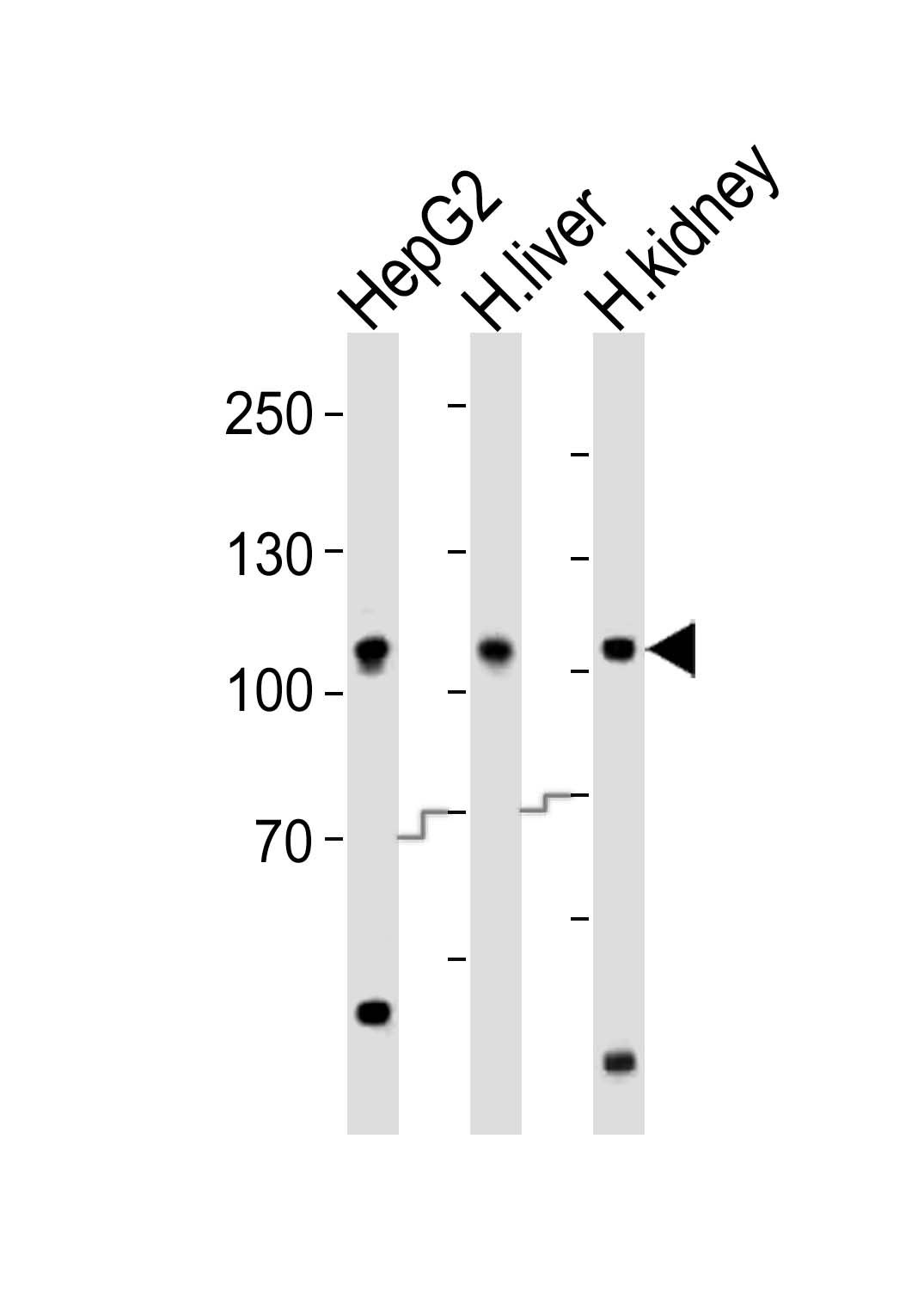 MTTP Antibody (C-term) | APR08572G | Leading Biology | Leading Biology Inc.
